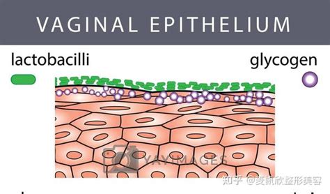 阴道上皮细胞的保护作用（大量图解） 知乎