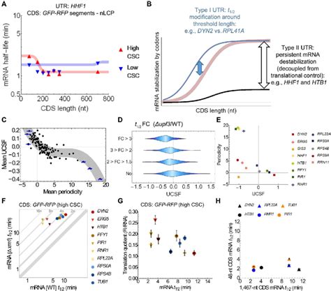 Type Ii Utrs Can Decouple Mrna Stability From Codon Optimality And