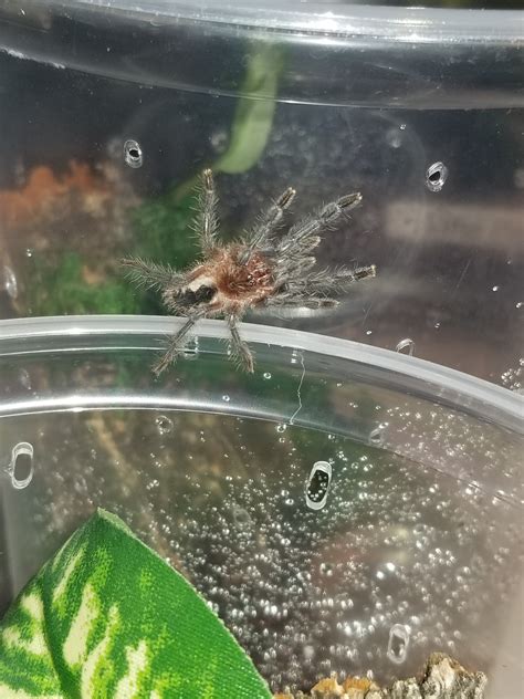 P Ecclesiasticus Sling Tarantula Forum