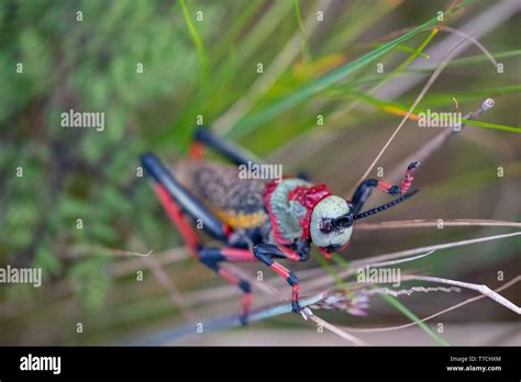 Koppie Foam Gaudy Grasshopper Colourful Grasshopper Locust