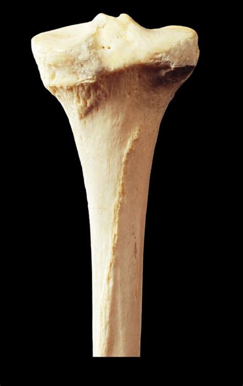 Right Tibia Posterior View Diagram Quizlet