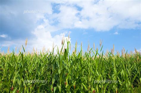 とうもろこし畑 写真素材 1080896 フォトライブラリー photolibrary
