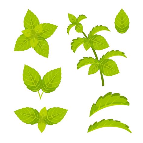 Premium Vector Mint Leaf Cartoon Set Green Mint Leaves Menthol Peppermint A Fresh Whirlwind