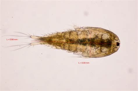 Macrocyclops The Microscopic Life Of Shetland Lochs