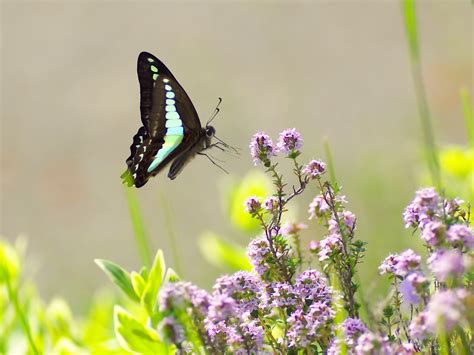 【薬膳の効能】タイムの効能 気を巡らしお腹の脹りを改善 横浜 薬膳料理教室 胡桃の庭 「体質改善の薬膳専門教室」