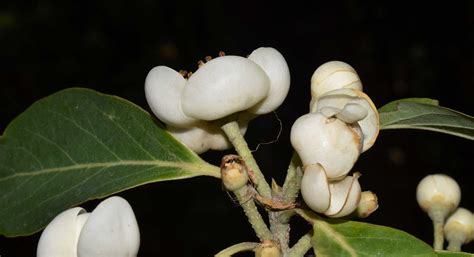 Schima Wallichii Eflora Of India
