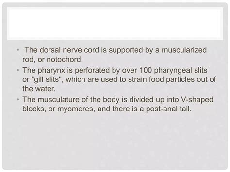 Subphylum Cephalochordata Zoology Pptx