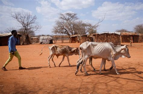 In Southern Ethiopia Drought Kills Livestock Amid Fears Of What Comes