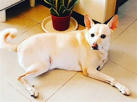 新北市三重區 可愛米克斯（柴犬拉布拉多） 小八 浪浪 認養中 浪浪甘巴爹