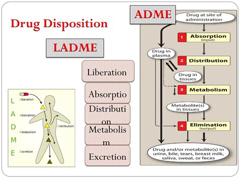 Pharmacokinetics Lecture Absorptionppt