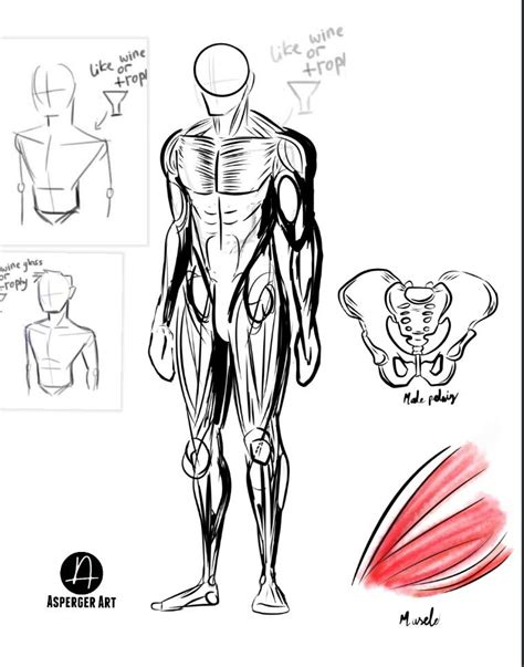 Художник садись и рисуй [19 мар 2021 в 19 38] Тело🙂 Tutorial Di Disegno Arte Anatomica