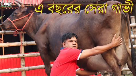 ১ বছরের ভিতরে এমন গাভী কিনে নাই কাউন্সিলর ভাই। কাউন্সিলর ভাইয়ের