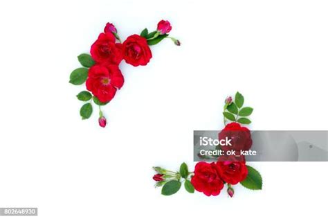 텍스트에 대 한 공간을 가진 백색 배경에 빨간 장미의 프레임 0명에 대한 스톡 사진 및 기타 이미지 0명 꽃 식물 꽃무늬 Istock