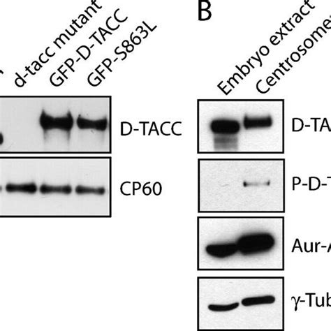Western Blot Analysis Of Gfpd Tacc And Gfp S863l Expression And Of The