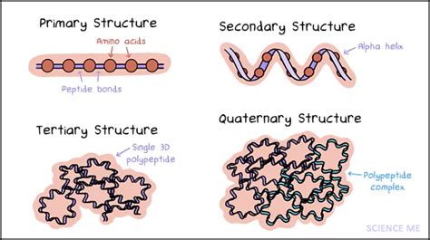 Where Do Cells Come From Science Me