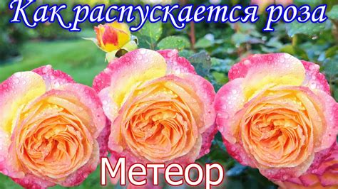 Как распускается роза Метеор (Чайно гибридная) Timelapse Rose 4К.Meteor ...