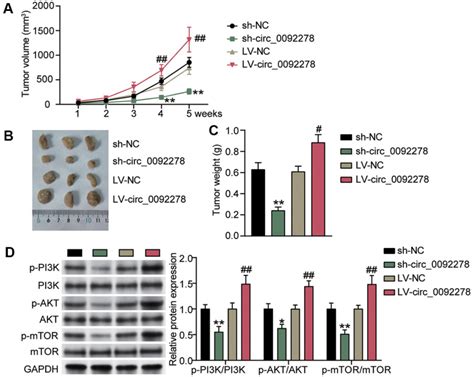 Eif4a3 Induced Circ 0092278 Enhances Papillary Thyroid Cancer Cell Malignancy By The Pi3k Akt