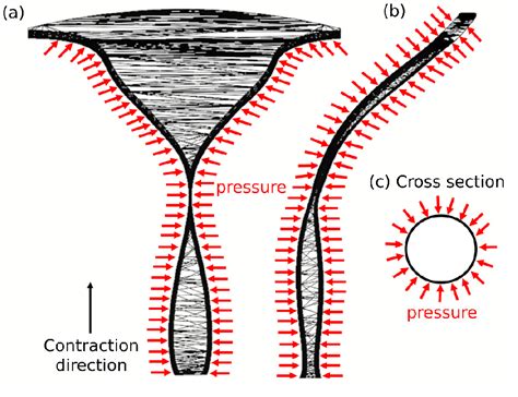 Figure 3 From Dynamic 3d Modeling For Human Sperm Motility Through The Female Cervical Canal And