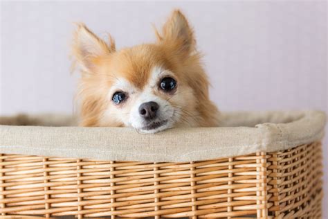 犬の涙やけのお手入れ方法は？改善方もご紹介！ Newscast