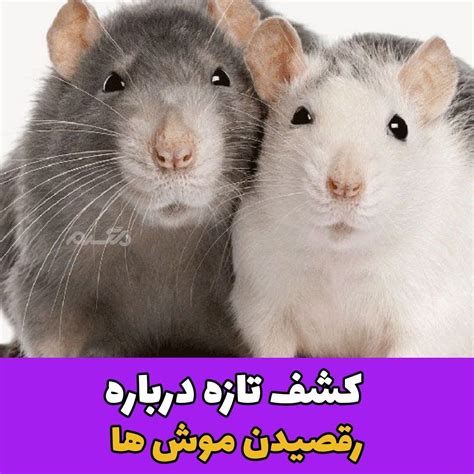 کشف تازه درباره رقصیدن موش ها