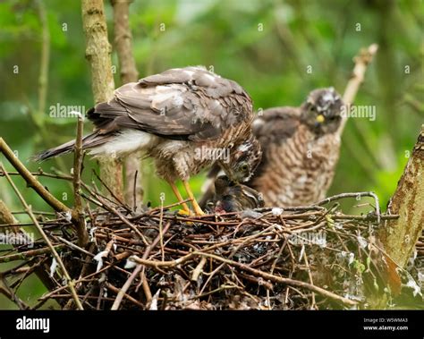 A Sparrowhawk Accipiter Nisus Fledgling Feeding Itself On The Nest