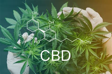 Cbd 的化學配方 大量的大麻花手裡的軍醫醫生的員工豐富的培養理念 照片檔及更多 健保和醫療 照片 健保和醫療 大自然 大麻 大麻