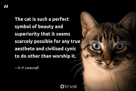 45 Cat Quotes To Purrfectly Inspire Every Feline Fan