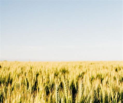 Harnessing The Power Of Iot Enabled Sensors For Optimizing Crop Growing