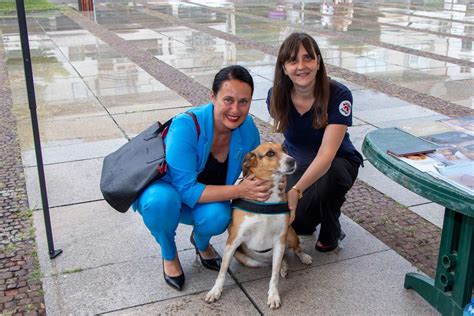 Община Трявна и Четири лапи с безплатна кастрационна кампания Gabrovo News