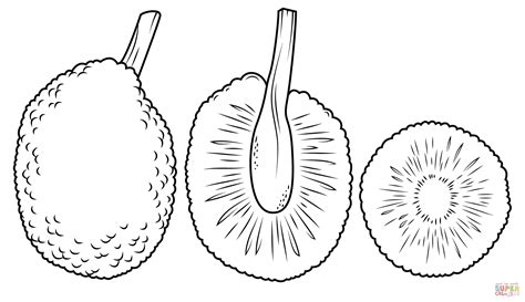 Whole Breadfruit And Cross Section Coloring Page Free Printable