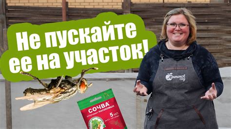 Многоярусный (египетский) лук: описание, посадка, уход, рекомендации по ...