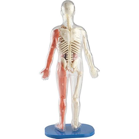 Squishy Human Body Fat Brain Toys