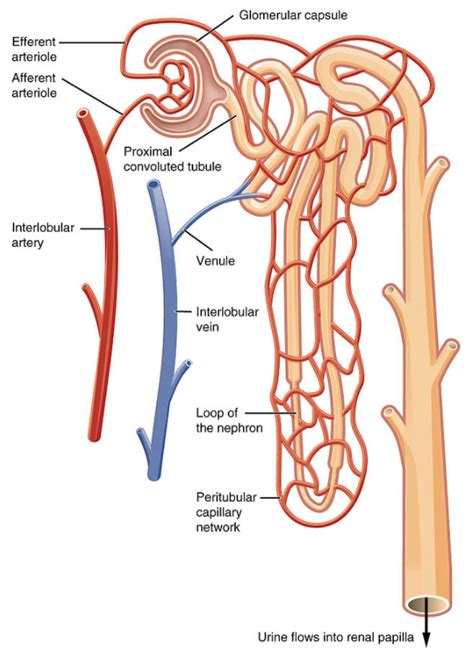 A Draw The Structure Of A Nephron And Label The Following Glomerulus