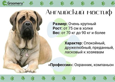 Породы догов 64 фото Породы собак