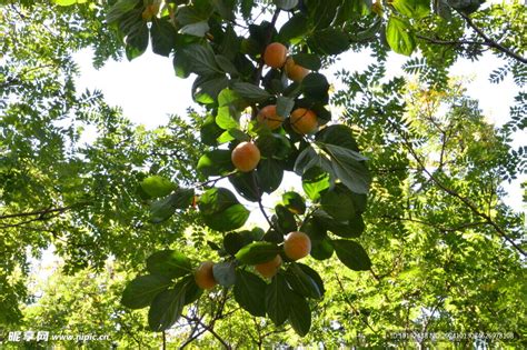 青柿子 摄影图水果生物世界摄影图库昵图网