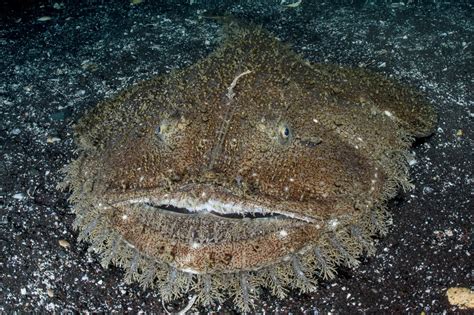 Can You Eat Monkfish And What Does It Taste Like Fishmasters Com