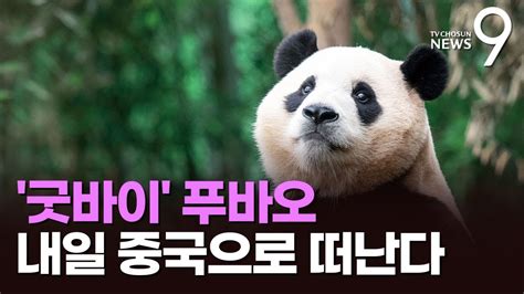 푸바오 3일 중국행…마지막 이송 준비 모습 공개 Youtube