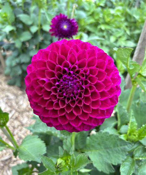 Ryecroft Violet — Warraview Dahlias