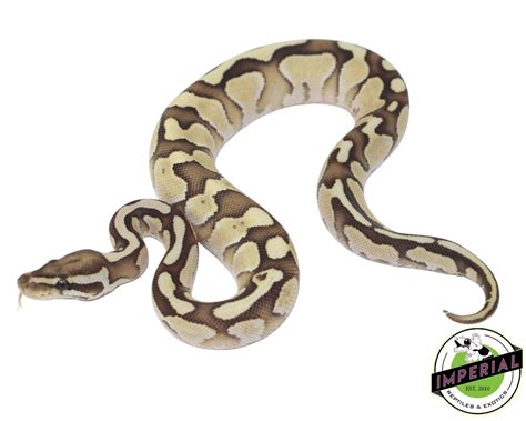 Nuclear Ball Python For Sale Imperial Reptiles Imperial Reptiles