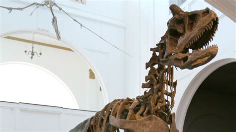 VISITA GUIADA À EXPOSIÇÃO BIODIVERSIDADE CONHECER PARA PRESERVAR YouTube