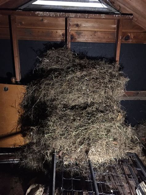 Hearing noises in the attic? Westchester, New York - Intrepid Wildlife ...