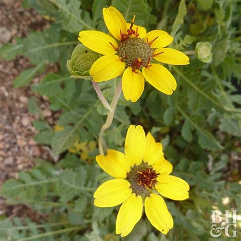 How To Plant And Grow Chocolate Flower