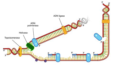 Replicació De Ladn El Profe De Bio
