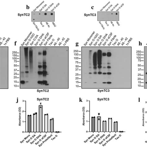 biochemical characterization of α syn oligomeric polymorphs α syn