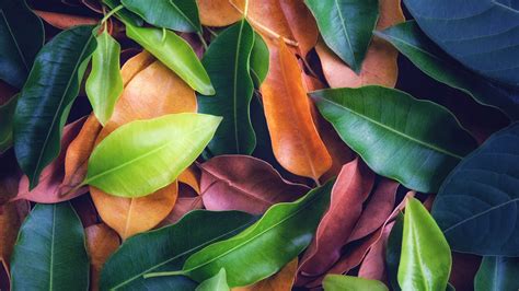 배경 화면 많은 나뭇잎 녹색 노란색 빨간색 질감 배경 3840x2160 Uhd 4k 그림 이미지