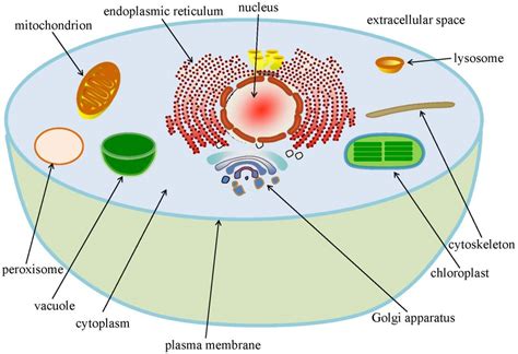 Chloroplast Function Definition Structure Location