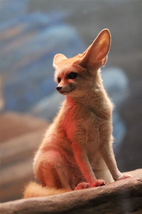 Fennec Fox Habitat