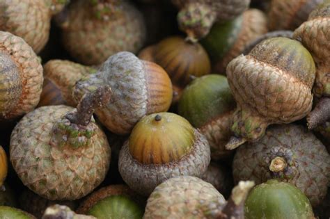 Quercus Ellipsoidalis Possibility Place