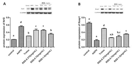 Proteinexpression By Western Blotting Analysis Protein Expression Of