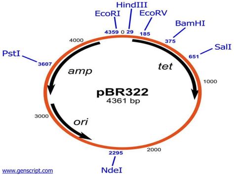 Recombinant Dna Technology Ppt